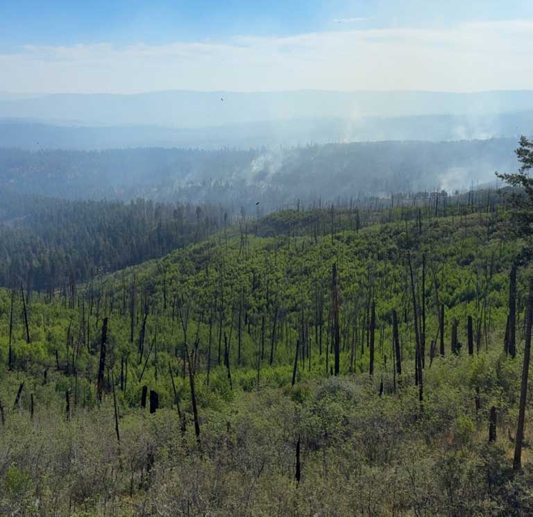 Lookout fire in Greenlee up to 370 acres – GilaValleyCentral